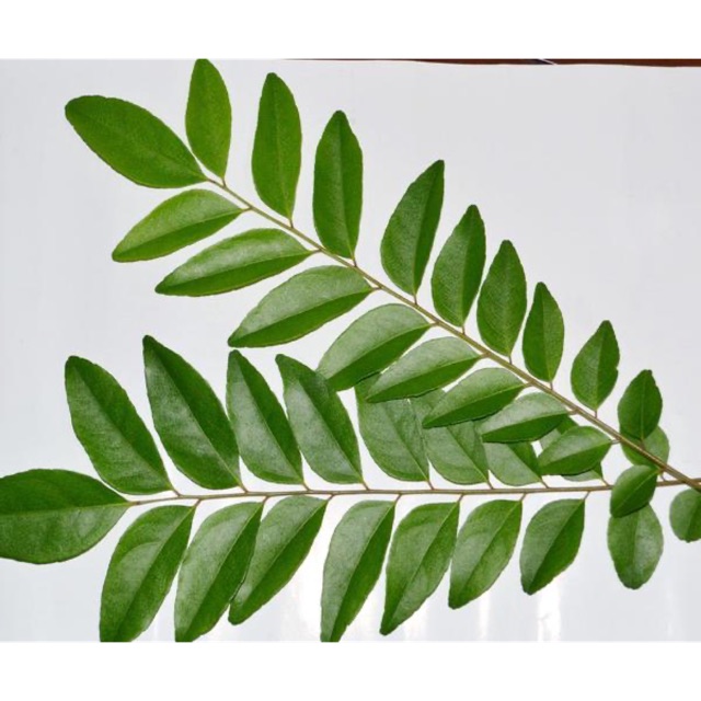 ‼️[+FREE 🎁]Daun Kari/ Curry leaf/ 咖喱叶🌿 | Shopee Malaysia