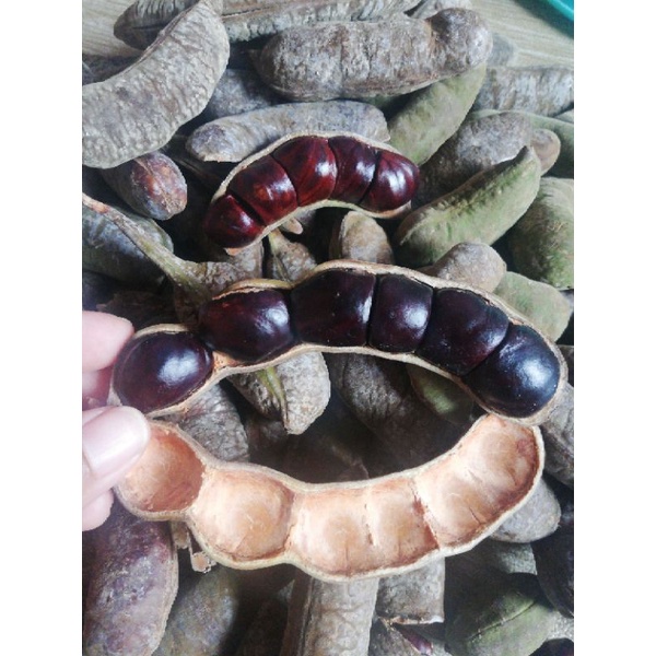 buah Kerdas kopek / Genuak / buah kabau/ Kerdas | Shopee Malaysia