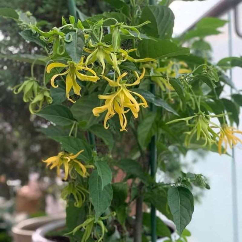 Pokok bunga kenanga wangi | Shopee Malaysia