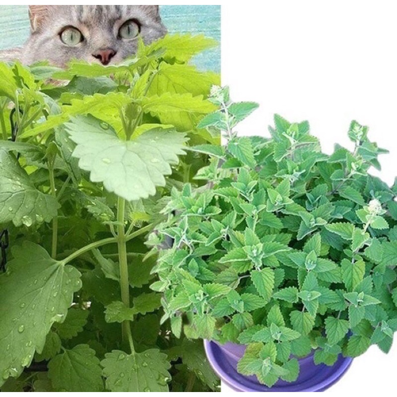 ANAK POKOK “Catnip” • Nepata Cataria • Edible Herbs 🌿 🐱1 PASU ...