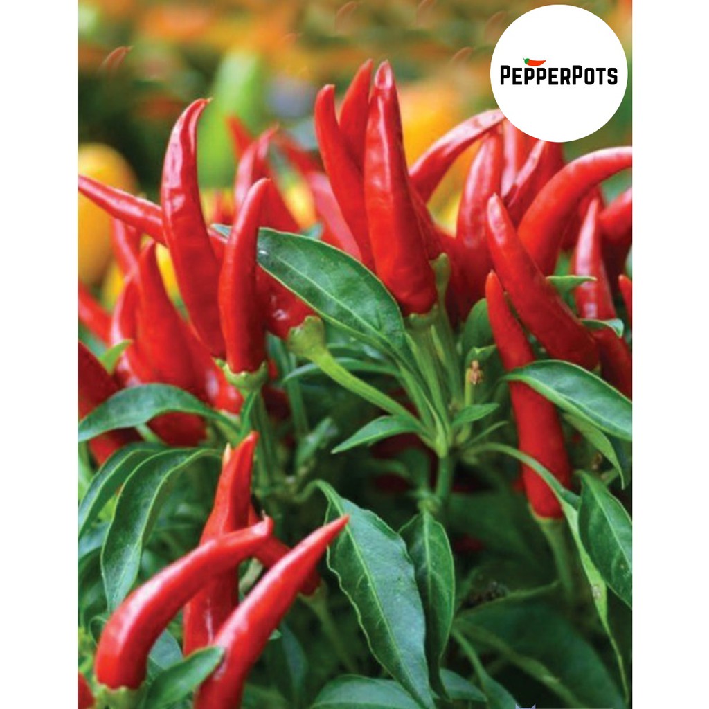 [Starter Kit] F1 Peter Pan Chili Seeds (±35Seeds) + Starter Kit ...