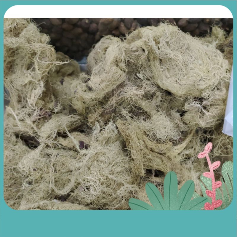 25gm Akar angin Tahi angin tai angin kering | Shopee Malaysia