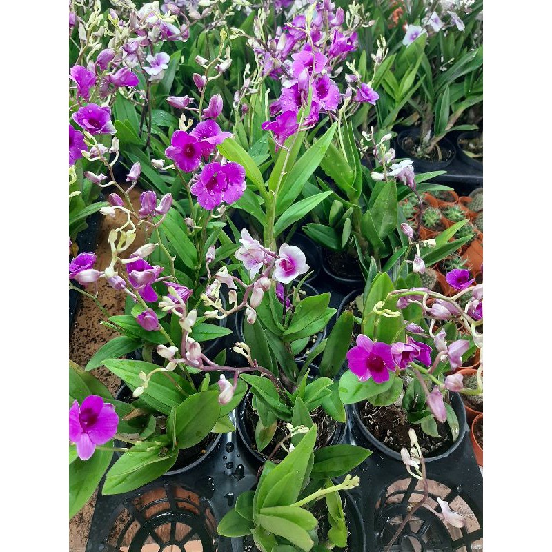 Dendrobium doraemon. king dragon pink. dendrobium hybrid. size anak ...