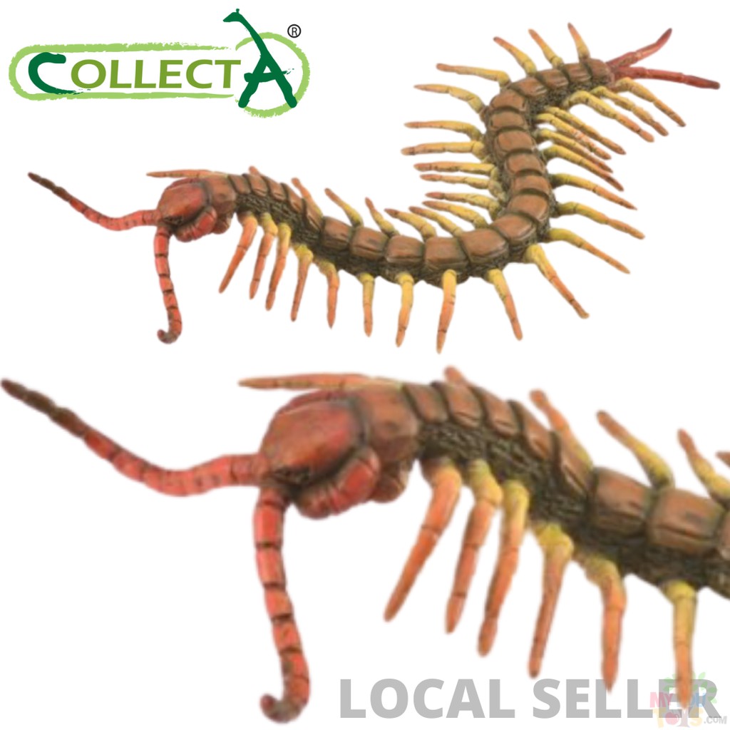 Centipede - CollectA 88885 Insects Animal action figures / Toys ...