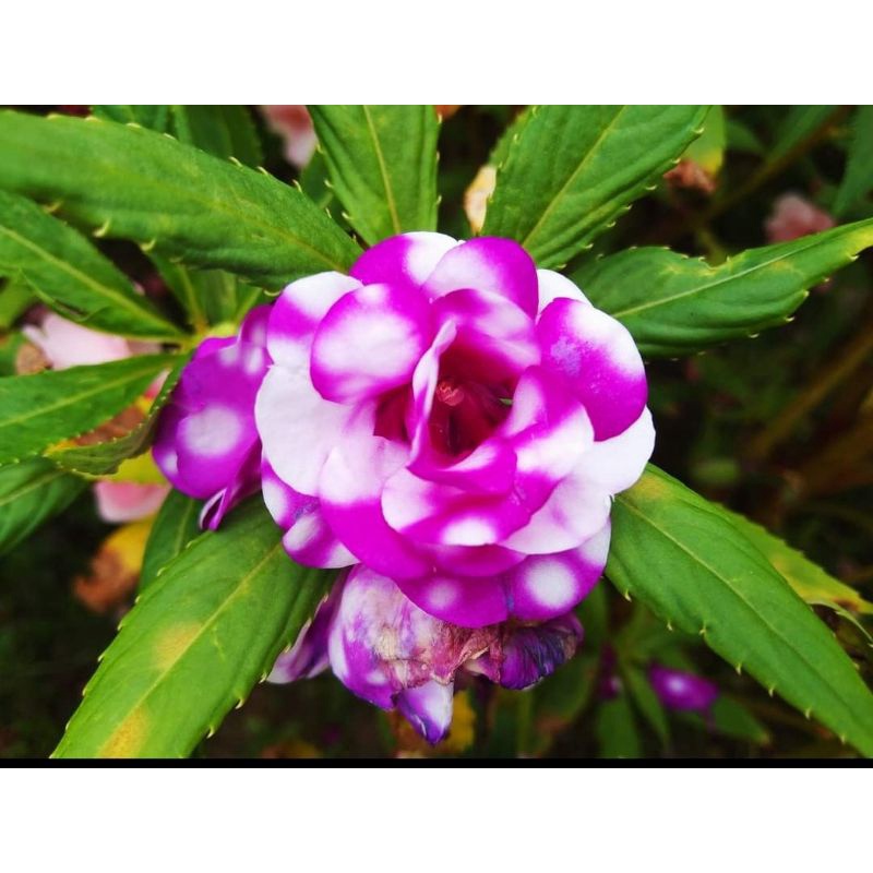 Garden balsam seed/biji benih pokok bunga keembong/重瓣凤仙花种子/指甲花种子 ...