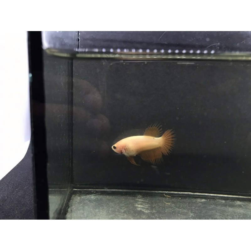 crowntail plakat (Female) | Shopee Malaysia