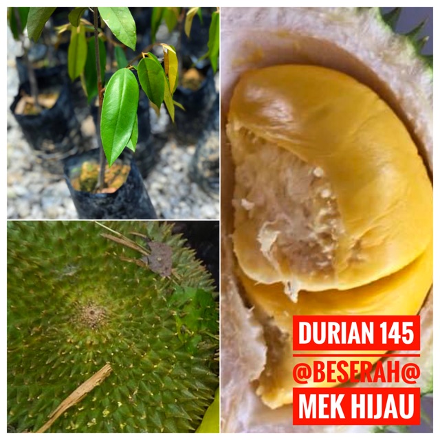Anak pokok durian D145@Beserah s saiz | Shopee Malaysia