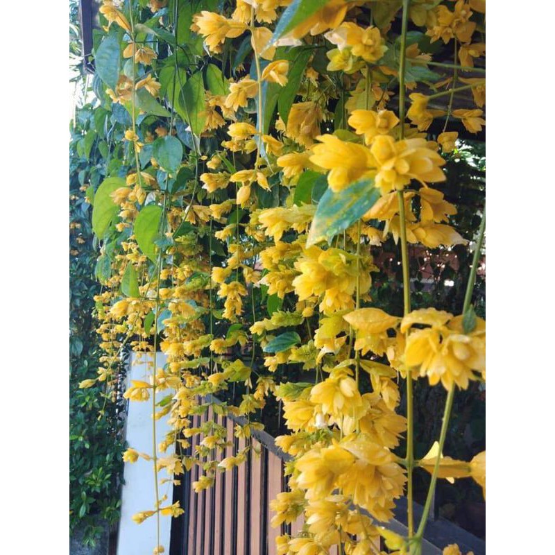 Pokok Bunga Noong Nooch Nong Noch Nuch Vine real flower plant | Shopee ...