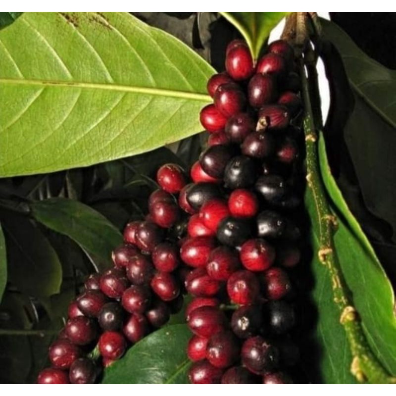 Pokok Surinam merah hitam Ceri barbados terengganu putih brasil brazil ...