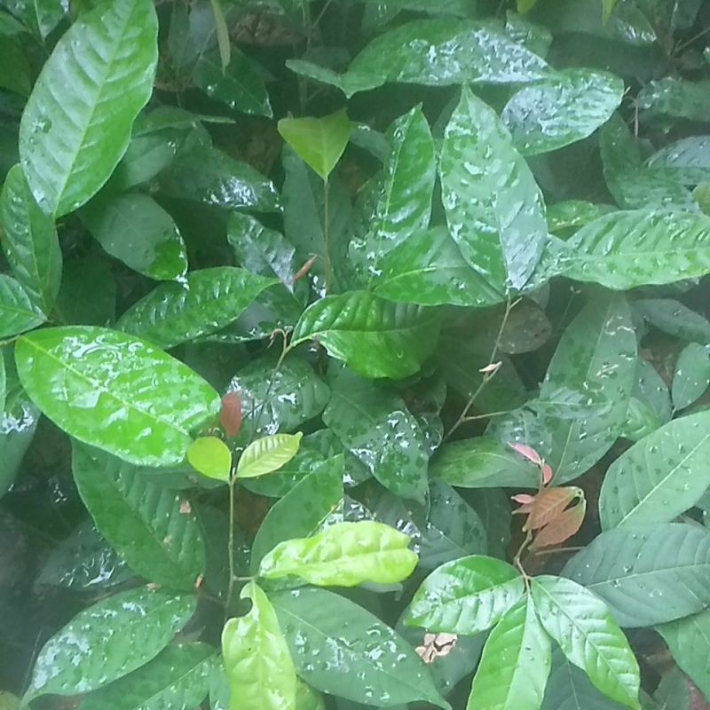 pokok rambutan anak sekolah | Shopee Malaysia