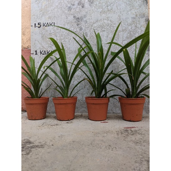 Pokok Pandan (PANDANUS) | Shopee Malaysia