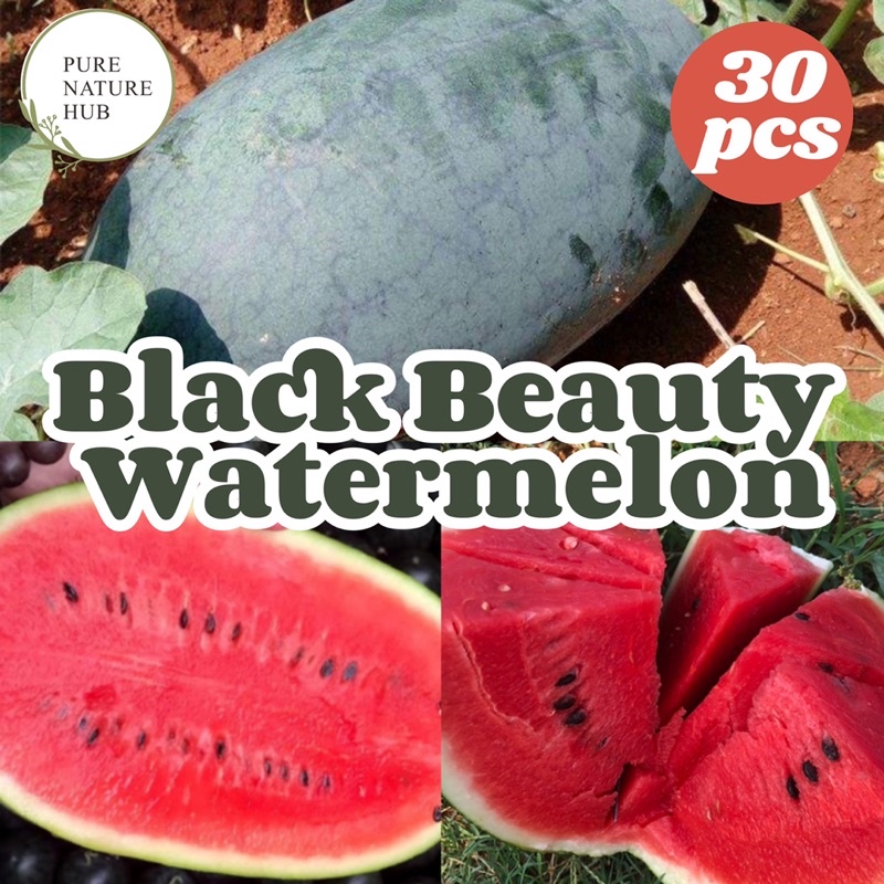 Large Black Beauty Watermelon Seed Biji Benih Tembikai 黑美人西瓜 | Shopee ...