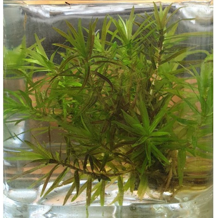 💐Ready Stock 💐 /Aquarium Live Plants -Rumpai Air /Pokok aquatik(2 ikat ...
