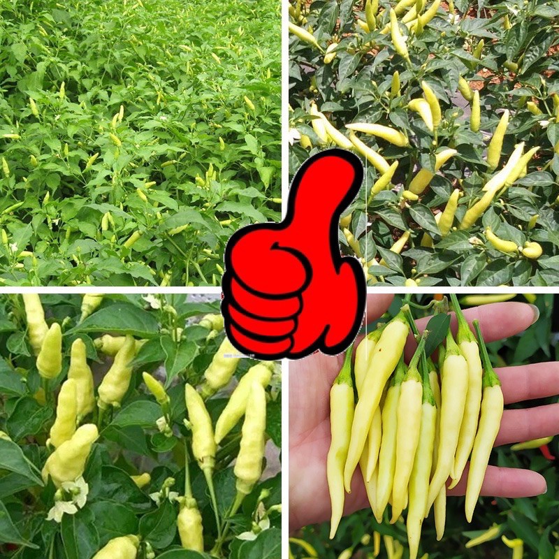 Biji Benih Cili Padi Kampung (Putih) / 白小米椒 | Shopee Malaysia