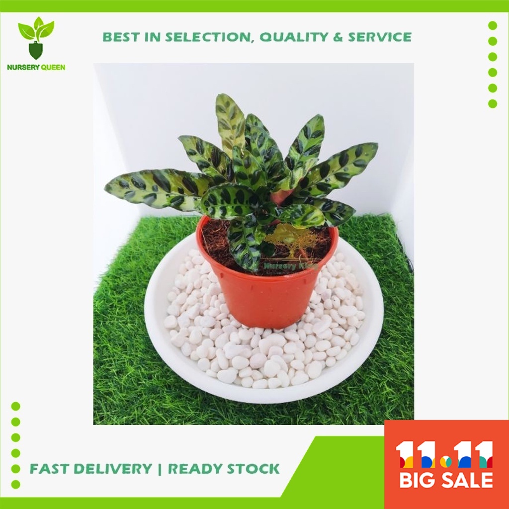 Anak Pokok Calathea Lancifolia Rattlesnake Insignis Real Live Plants ...