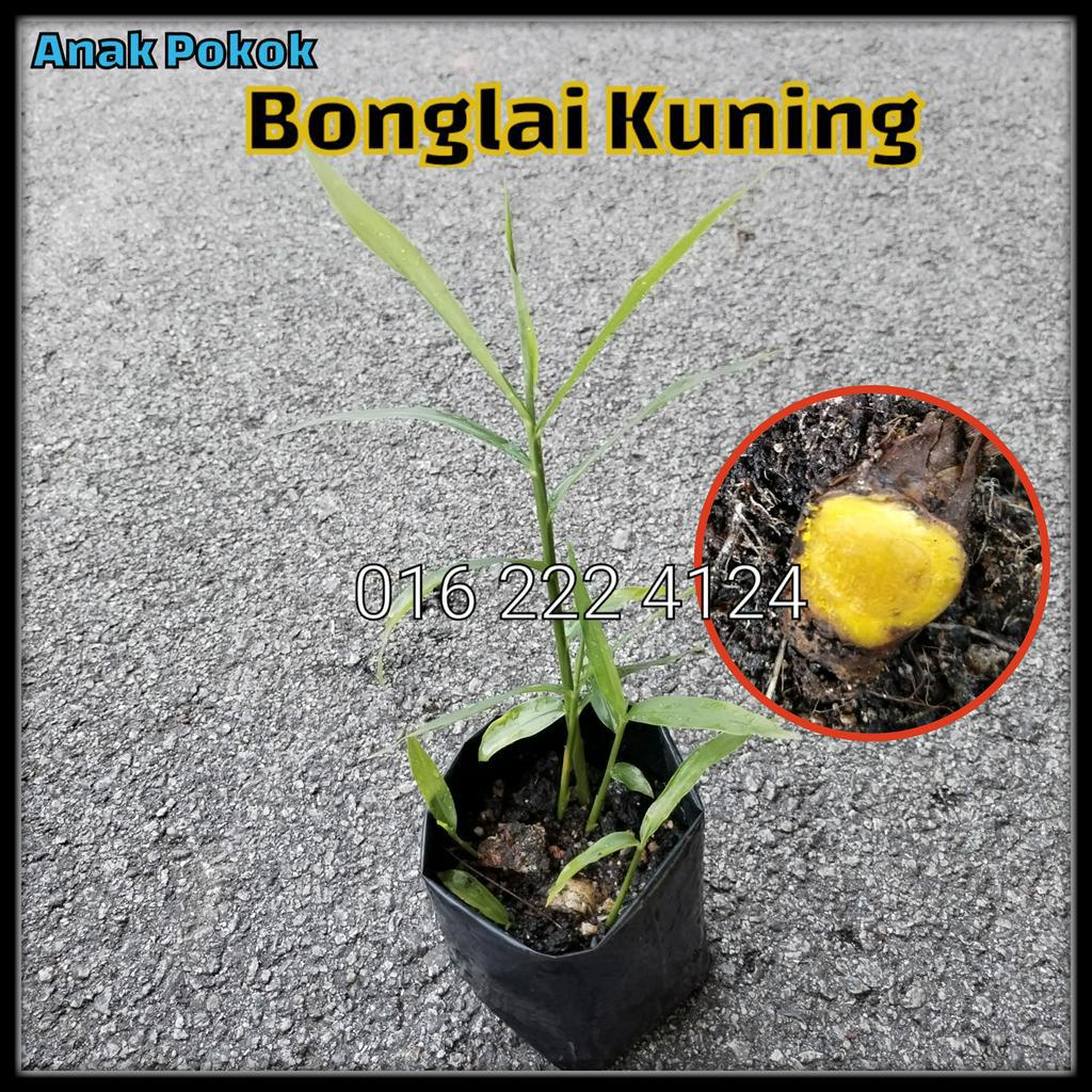 Anak Pokok Bonglai Kuning dalam Polibag | Shopee Malaysia