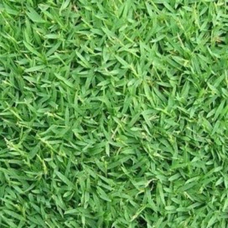 Rumput Carpet Hidup / Rumput Japanese / Filipina Grass / Rumput Mutiara ...