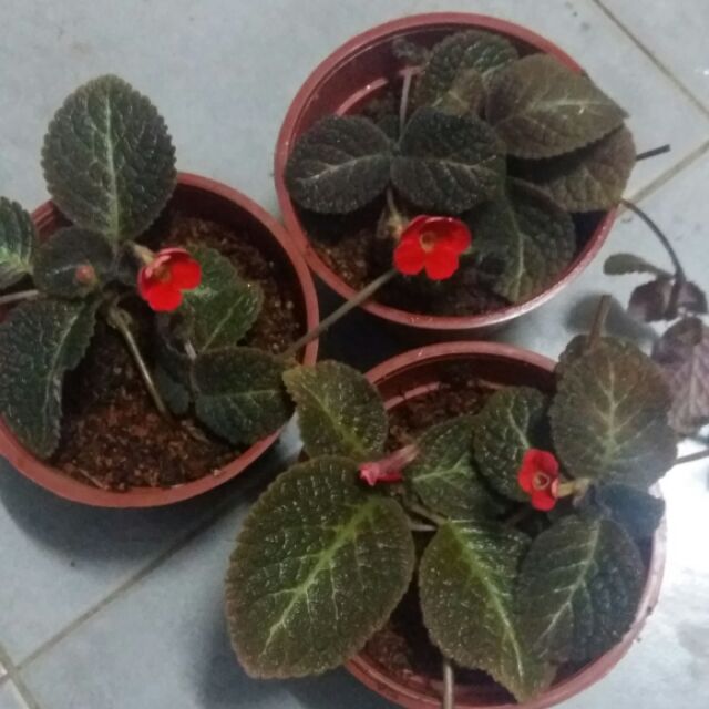 Pokok bunga epecia(bunga warna merah) | Shopee Malaysia
