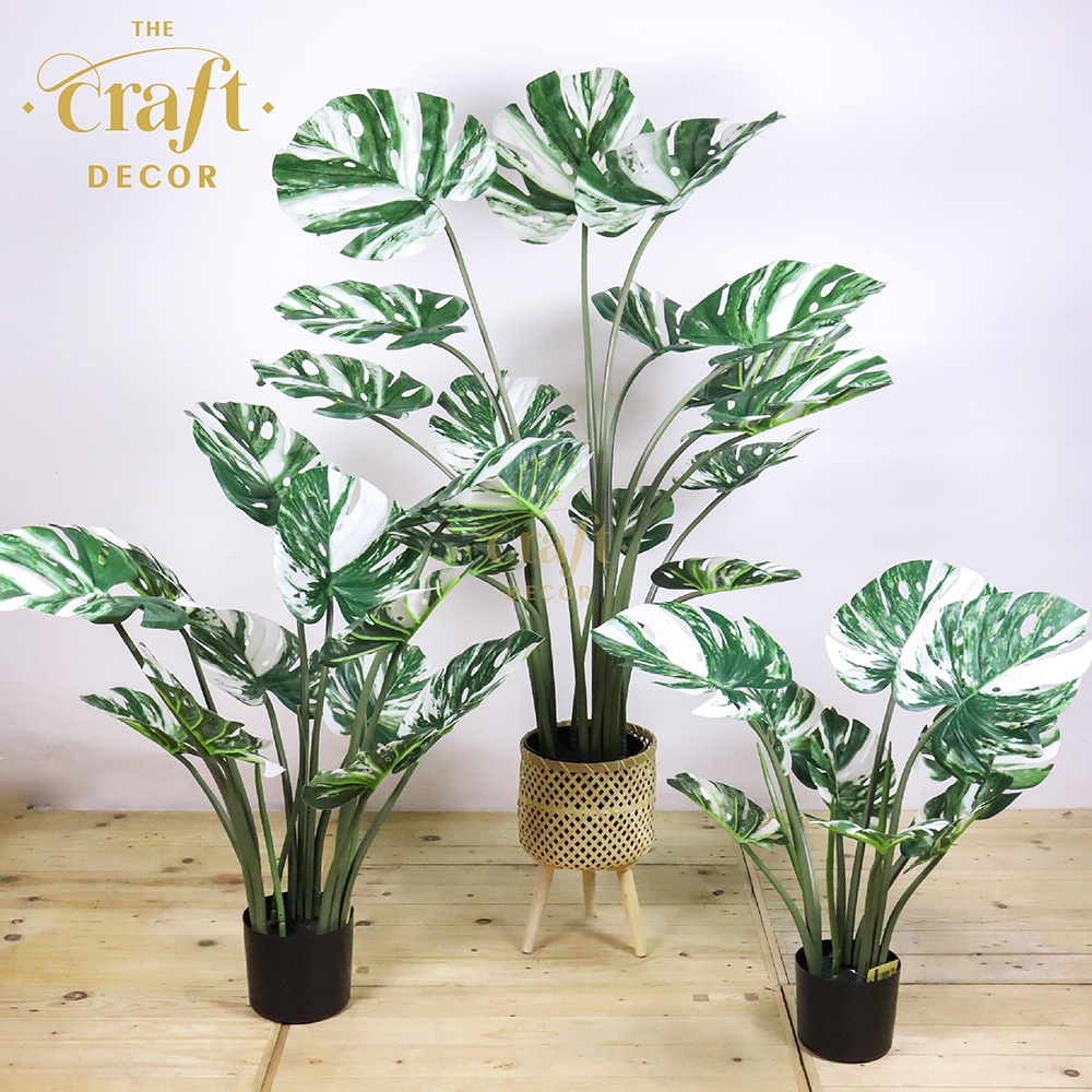 The Craft Decor Premium Variegated Monstera Plant with Pot | Pokok ...