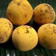 BUAH SETOI CICAH KICAP LIMITED EDITION 2021 (FAMILY MEMBERS ONLY ...