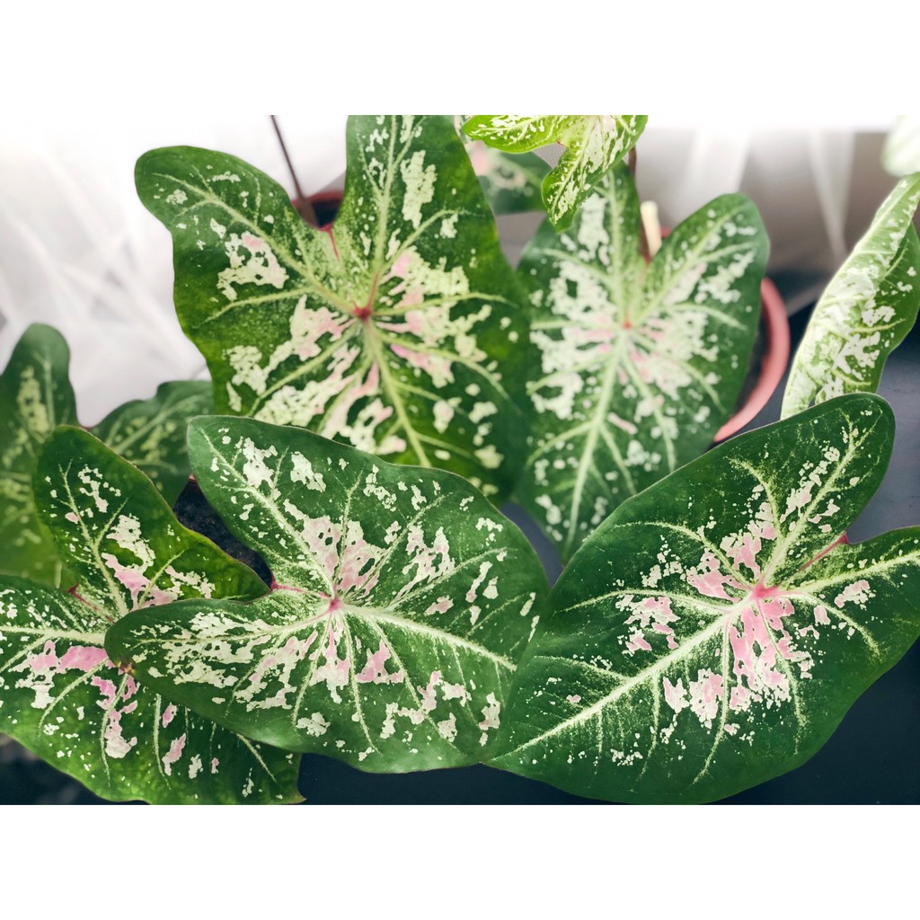 Caladium Pink Cloud Live Plant | Shopee Malaysia