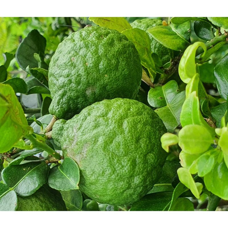 Buah limau purut segar (sebiji) buah besar | Shopee Malaysia