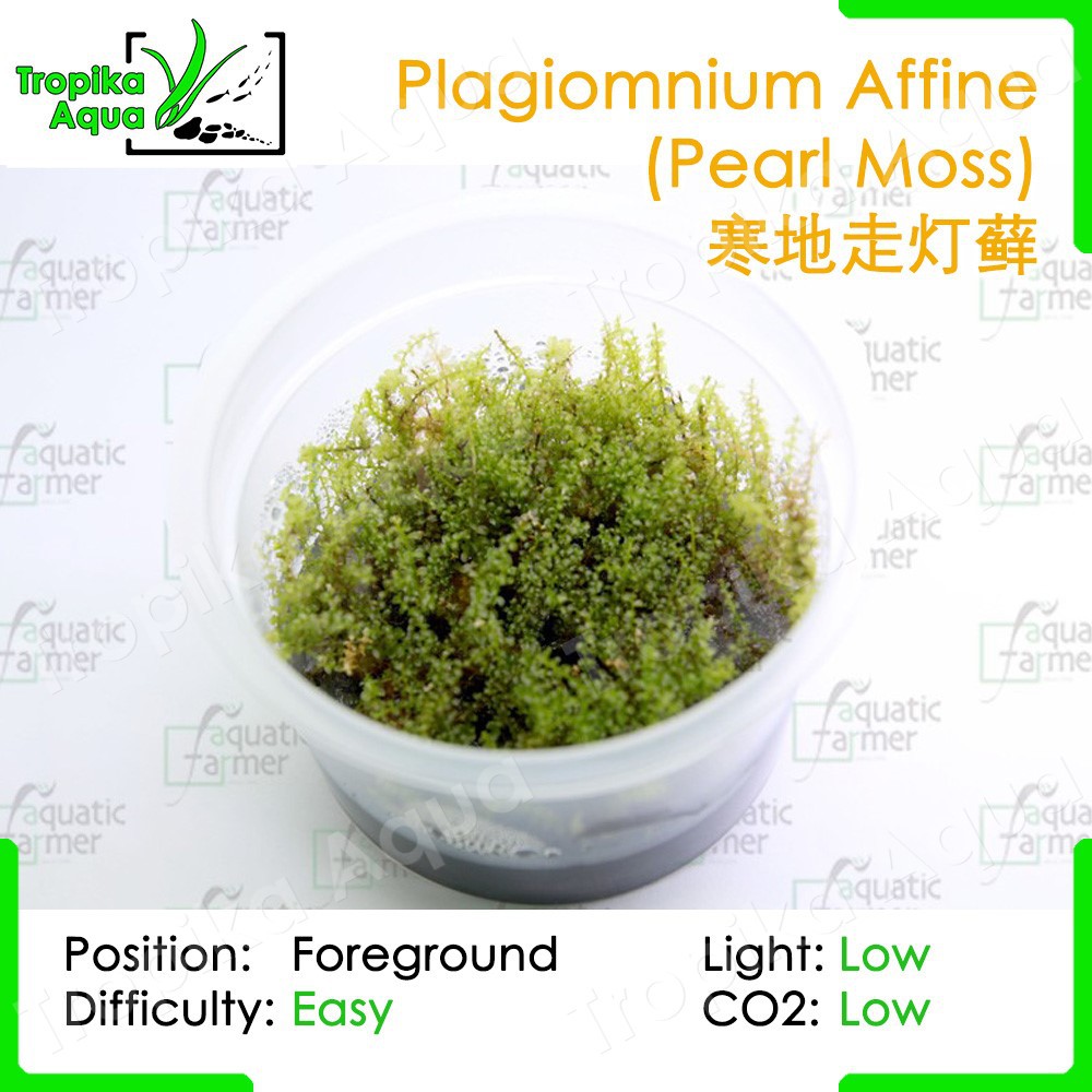 Pearl Moss (Plagiomnium Affine) 寒地走灯藓 - Aquatic Farmer Tissue Culture ...