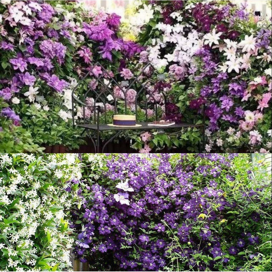 100pcs 24 Colors Mixed Clematis Climbing Plants Seeds Flower Home ...