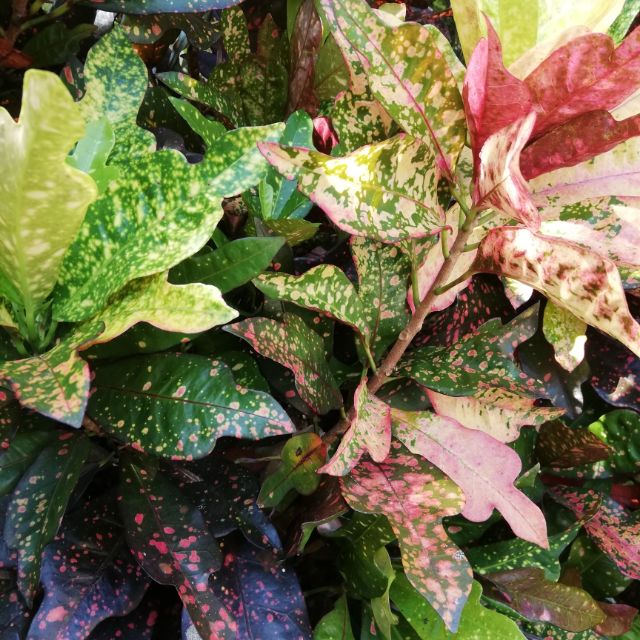 Keratan bunga puding tapak itik berbintik | Shopee Malaysia