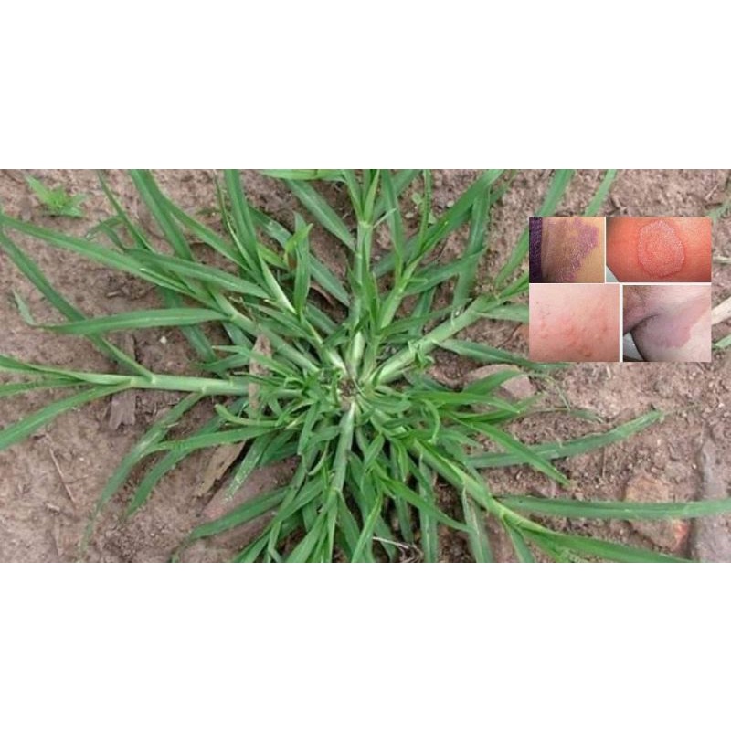 Pokok herba rumput sambau/rumput degil +- 250 gram | Shopee Malaysia