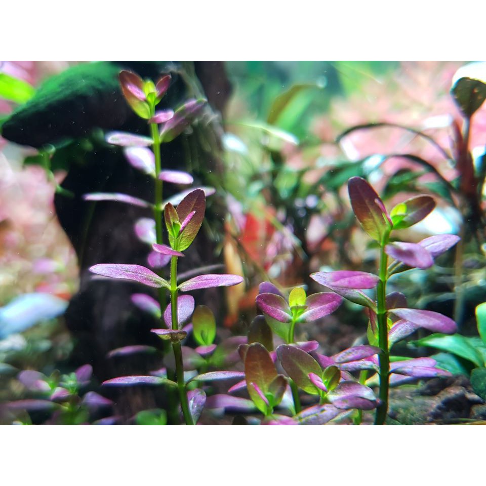 Rotala Ramosior Florida Submerged Shrimp Safe Aquascape Aquatic Plant ...