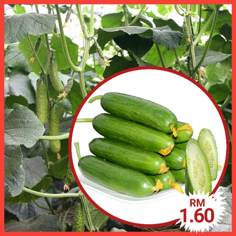 Biji Benih Timun Buah（20+/-）/ Fruit Cucumber Seeds / 水果黄瓜种子 / Vagetable ...