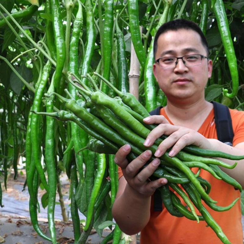 50 Pcs seeds/pack Green Long Chilli Seeds Organic Vegetable Long Hot ...