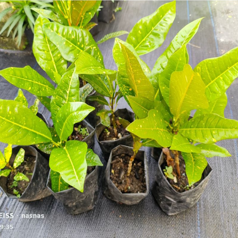 Pokok Bunga Puding Mudah Hidup Pokok Pagar | Shopee Malaysia