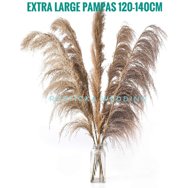 Daun Pampas Kering White Natural Pampas Grass Deco Cream Fluffy Fur ...