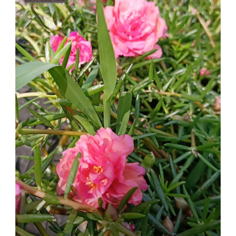 Pokok Bunga Rose Jepun Ros jepun RJ Keratan Bunga Cantik Flower Bunga ...
