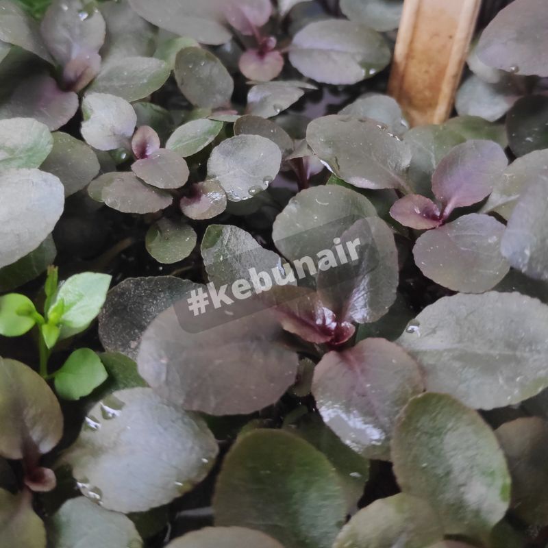 🔥🔥Buy 5 free 1🔥🔥 AQUATIC PLANT/AKUATIK/POKOK AIR/POKOK AKUARIUM ...