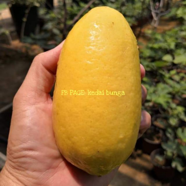 lemon telur buaya(limau telur buaya) | Shopee Malaysia