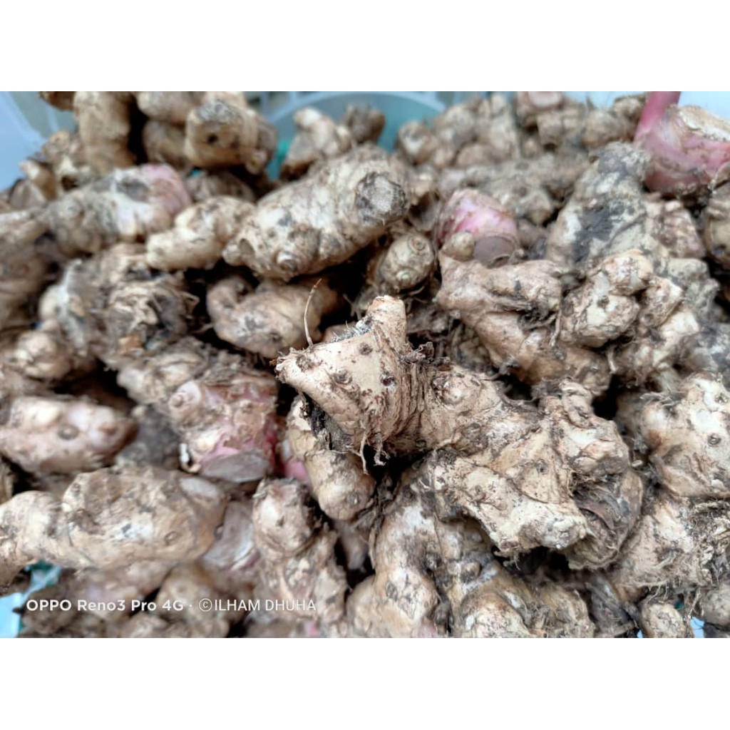 UBI / HALIA HUTAN / HALIA HITAM / BENIH LEMPOYANG / LEMPOYANG | Shopee ...