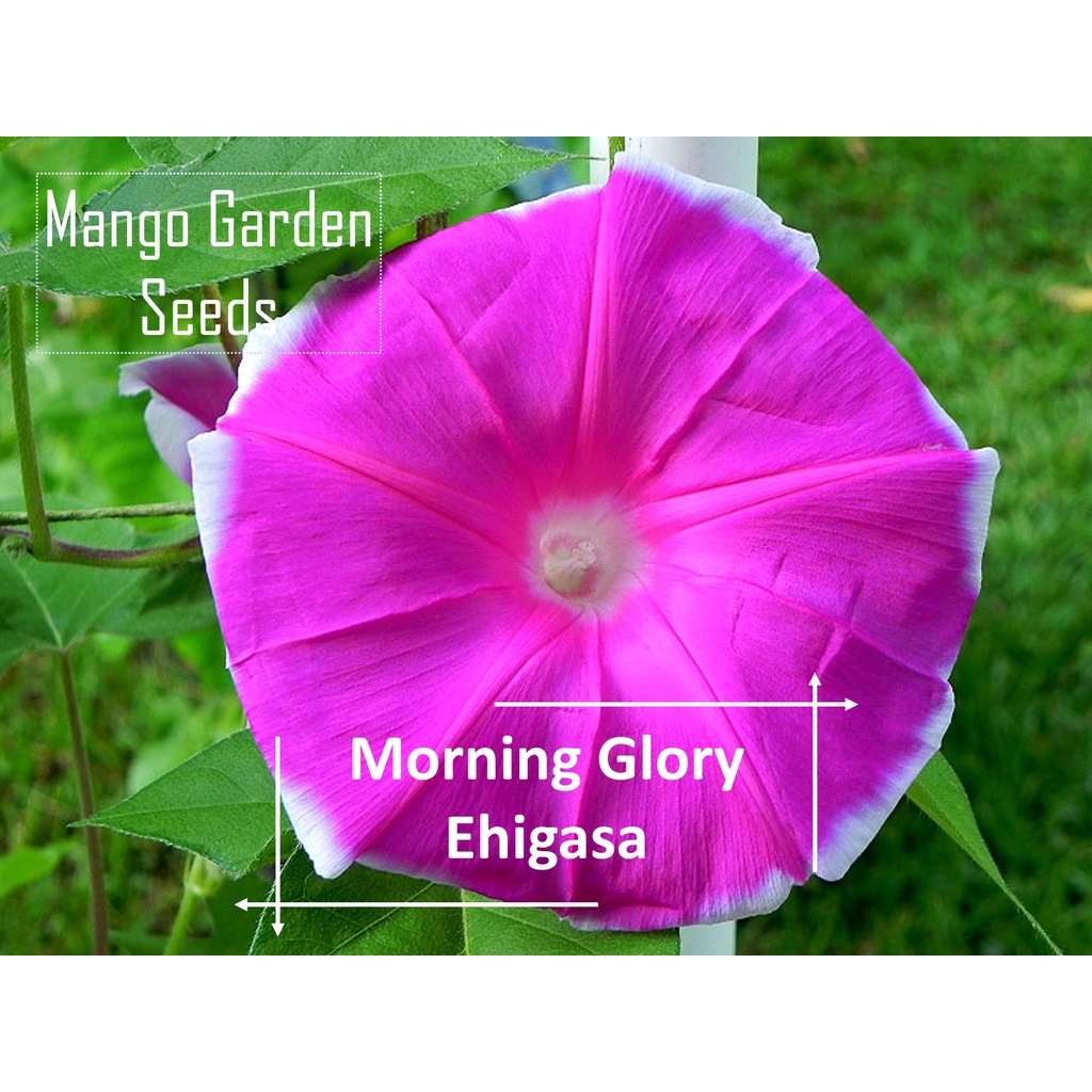 Ehigasa Japanese Morning Glory Seeds - 3 Seed *Pot Friendly* Tanam Pasu ...