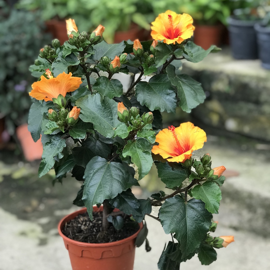REAL PLANT Anak Pokok Bunga Raya Hybrid Hidup Hibiscus Pot Plant Live ...