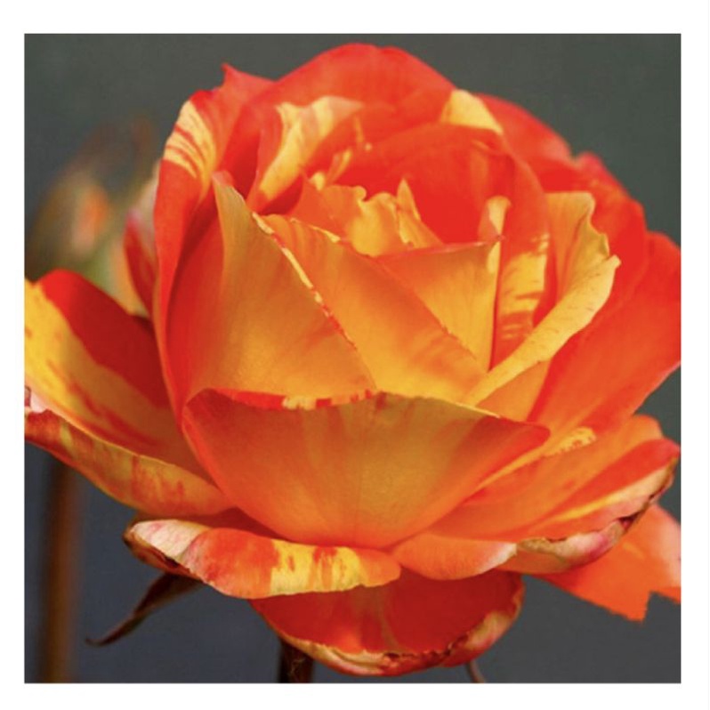 Roses Tropical Sunset Bunga Ros 3 Kaki Tinggi Pokok | Shopee Malaysia