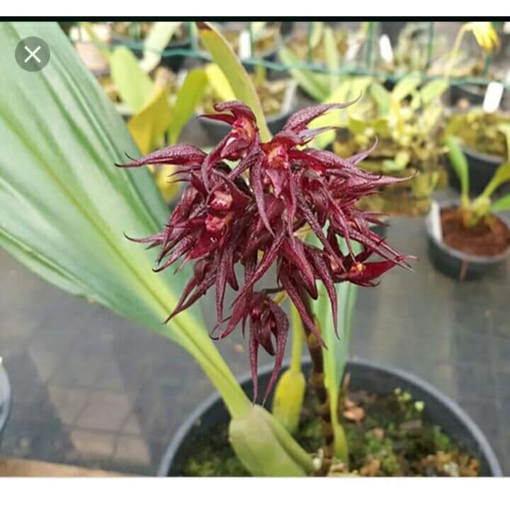 Bulbophyllum lasianthum Wild Orchid Orkid Liar Orkid Hutan | Shopee ...