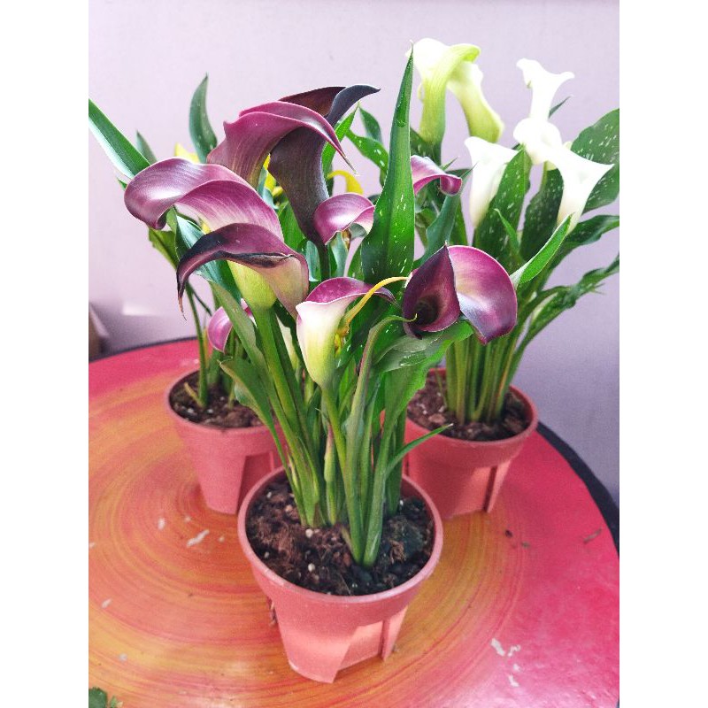 calla lily /keladi calla lily /pokok bunga hidup dengan pasu | Shopee ...