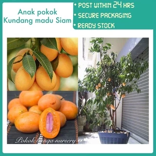 pokok bunga nursery, Online Shop | Shopee Malaysia