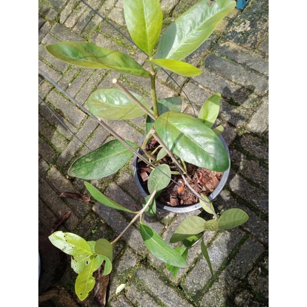 Pokok Raja Satong / Pokok Raja Satong | Shopee Malaysia