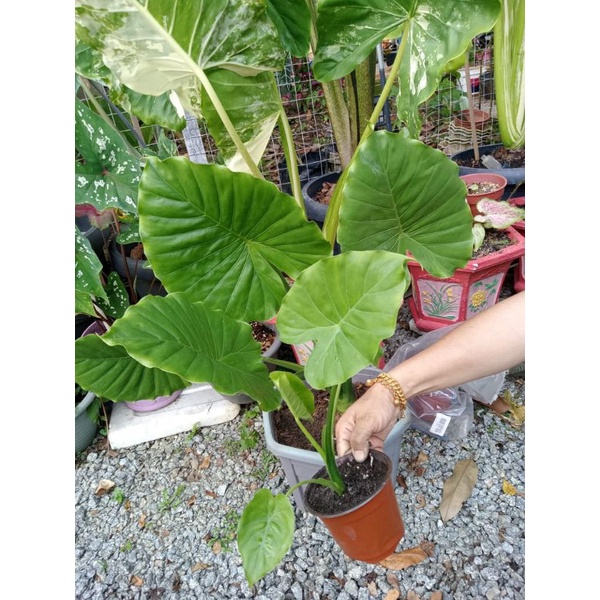 Alocasia Calidora fast delivery | Shopee Malaysia