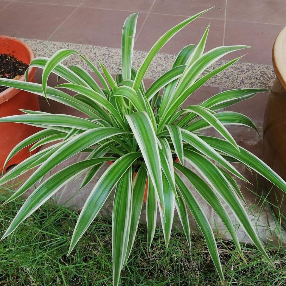 Spider Plant Anak Pokok Labah-Labah Chlorophytum Comosum Live Plant ...