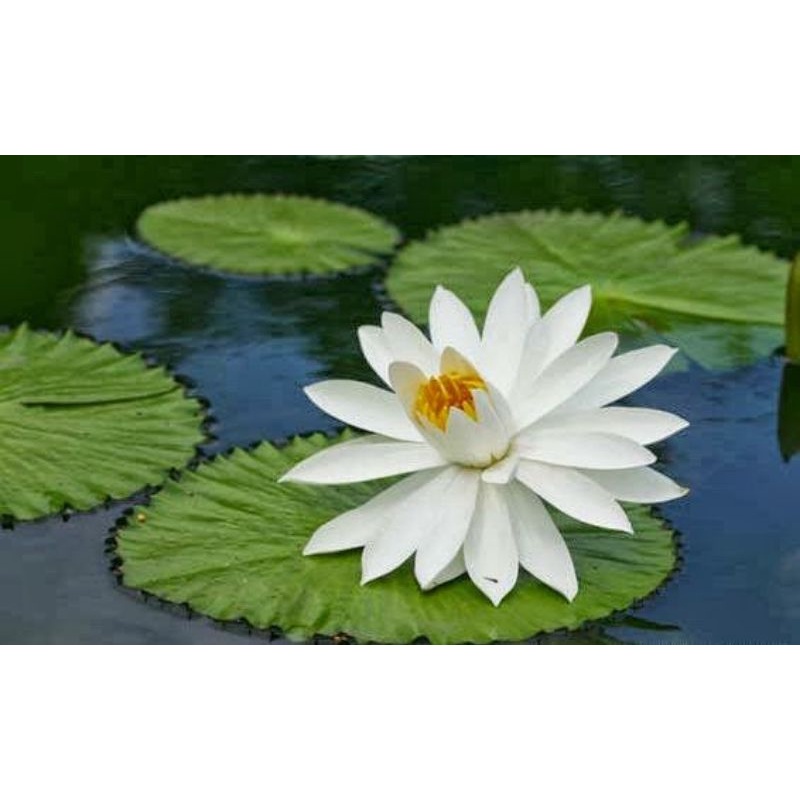 Pokok Teratai/Waterlily(Anak Pokok Tanpa Daun) | Shopee Malaysia