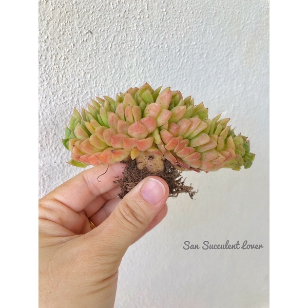 Real live succulent plants / echeveria crested / 綴化多肉 | Shopee Malaysia
